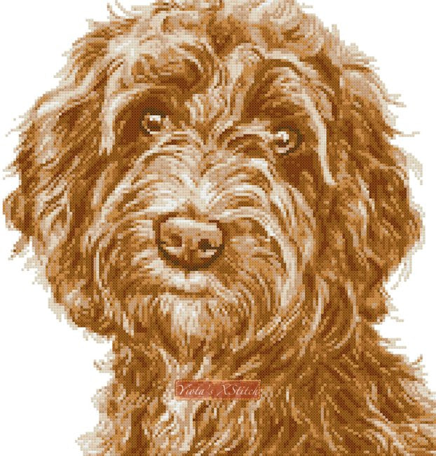 Cockapoo apricot cross stitch kit | Yiotas XStitch